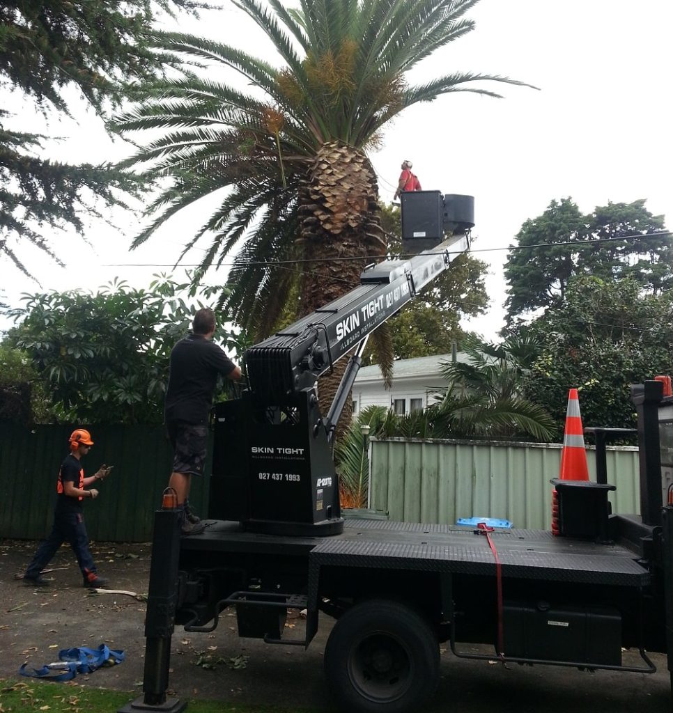 Tree Felling Services Auckland | Treespecs