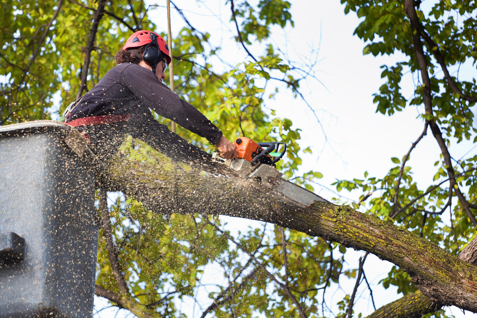 5 Warning Signs You Need Expert Tree Removal Services